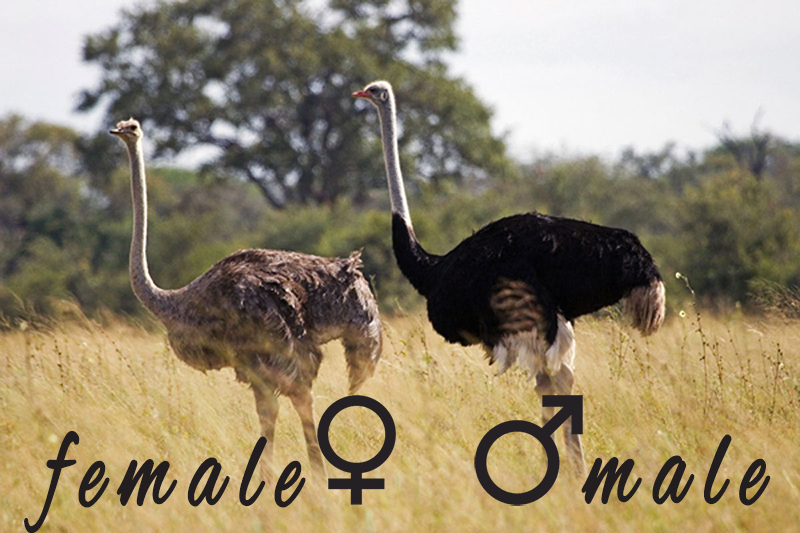 Struthio – Artestruz