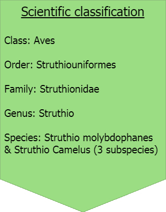 Struthio – Artestruz