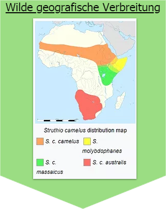 Struthio – Artestruz